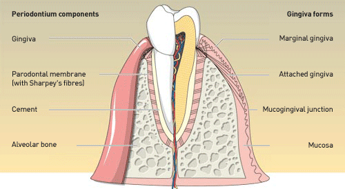 Periodontium