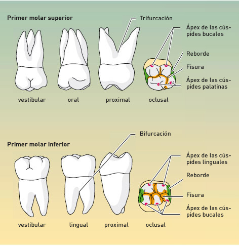Estructura de los dientes